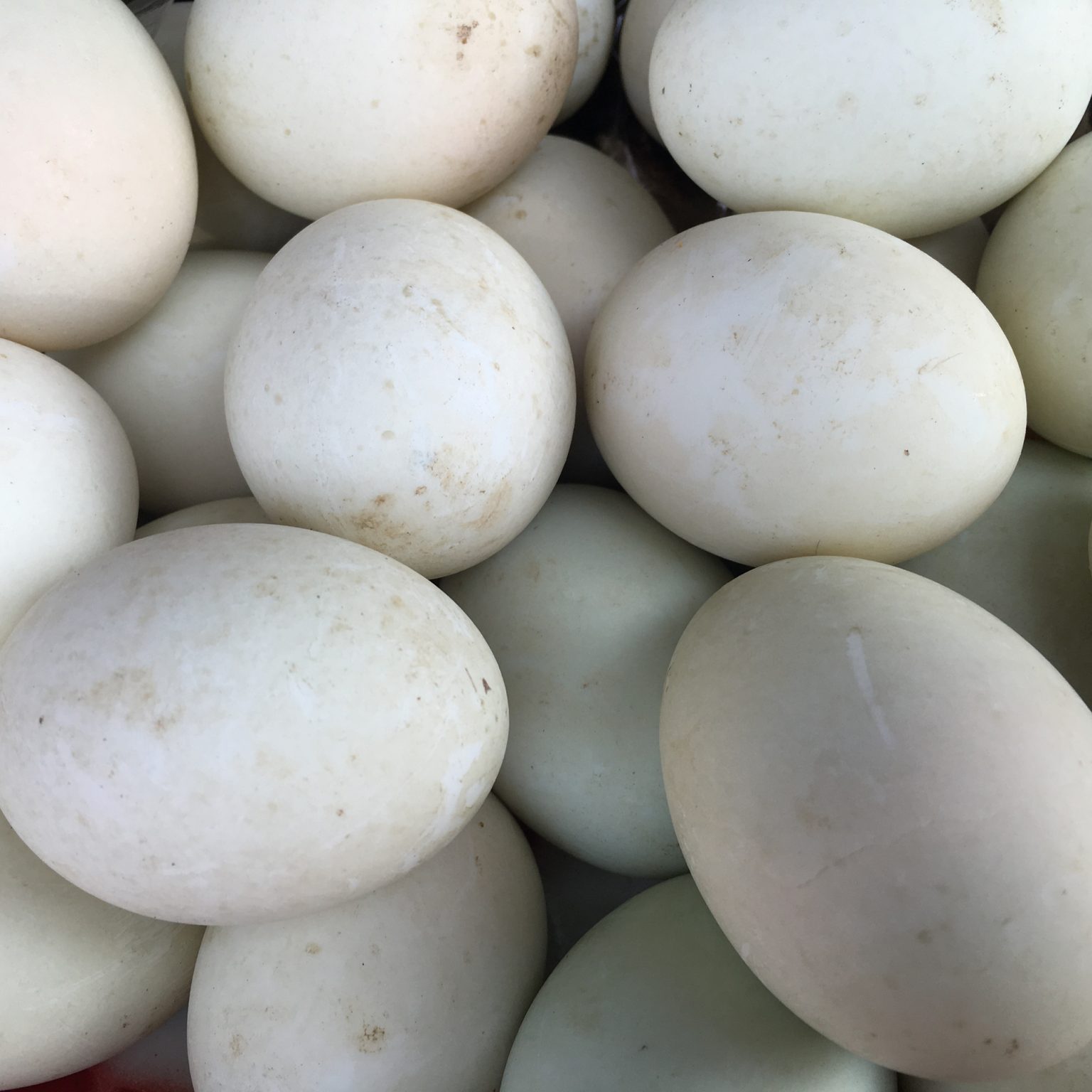 Free Range Gressingham Duck – Porterford Butchers | Greater London